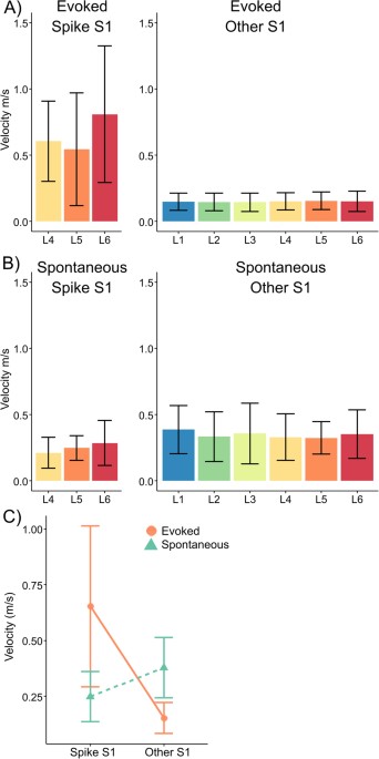 Systematic population spike delays across cortical layers within and ...