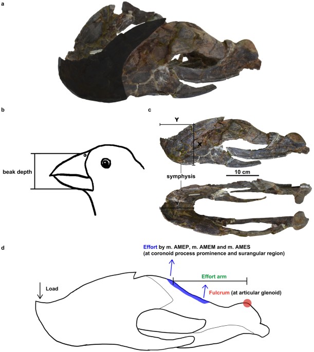 Functional anatomy of a giant toothless mandible from a bird-like ...