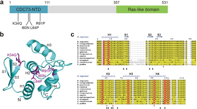 Crystal structure of the N-terminal domain of human CDC73 and its ...