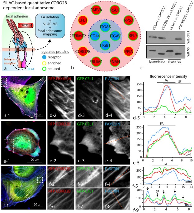 The WD40-domain containing protein CORO2B is specifically enriched in ...