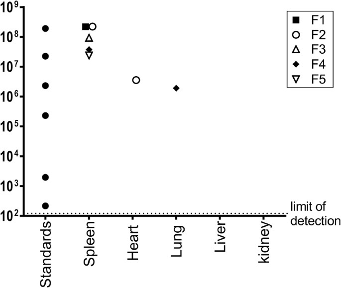 Maraba virus-vectored cancer vaccines represent a safe and novel ...