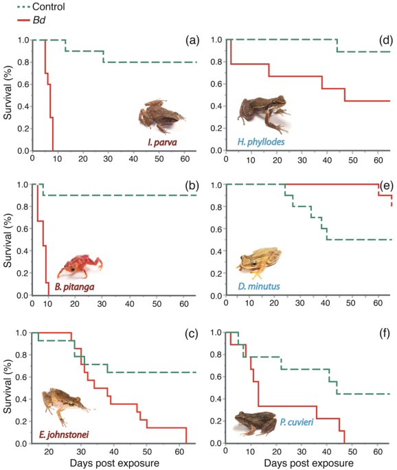 Low resistance to chytridiomycosis in direct-developing amphibians ...