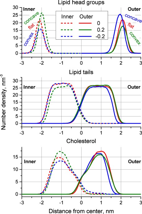 The influence of curvature on the properties of the plasma membrane ...