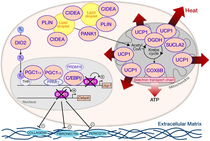 Egr1 deficiency induces browning of inguinal subcutaneous white adipose ...