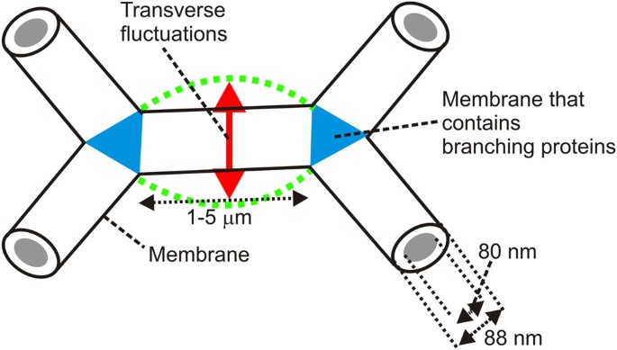 The flexibility and dynamics of the tubules in the endoplasmic ...