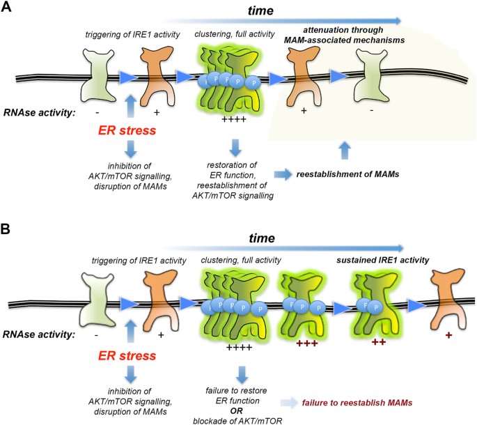 AKT-mTOR signaling modulates the dynamics of IRE1 RNAse activity by ...