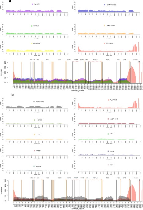 NumtS colonization in mammalian genomes | Scientific Reports