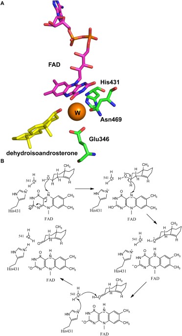 Rational design of cholesterol oxidase for efficient bioresolution of ...