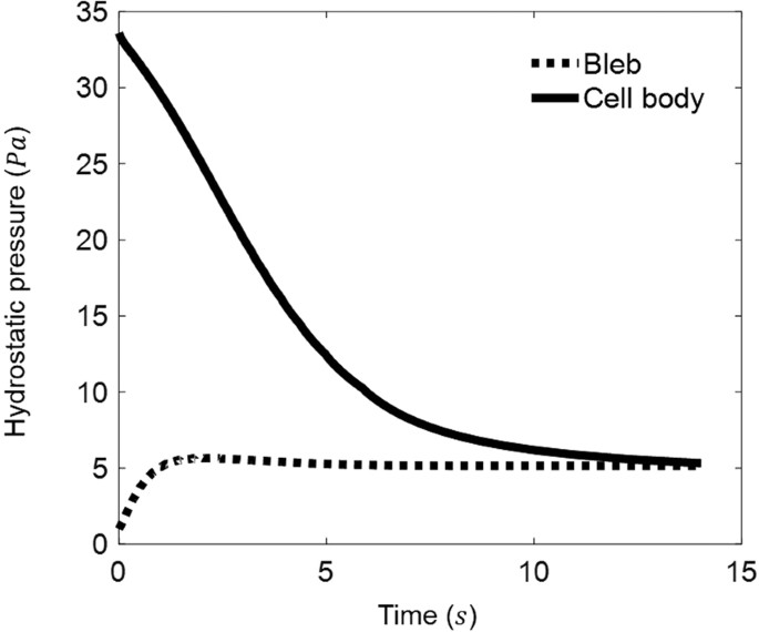 A combined experimental and theoretical investigation on cellular blebbing | Scientific Reports