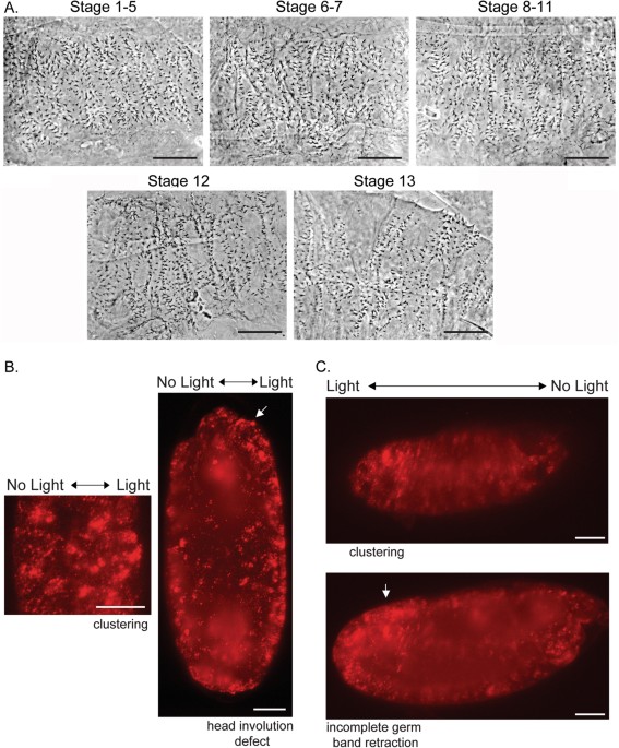 Coupling optogenetics and light-sheet microscopy, a method to study Wnt ...