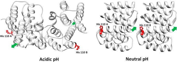 Influenza virus Matrix Protein M1 preserves its conformation with pH ...