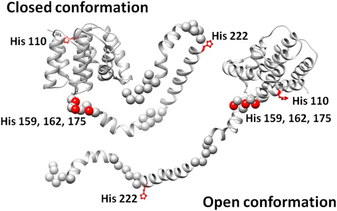 Influenza virus Matrix Protein M1 preserves its conformation with pH ...