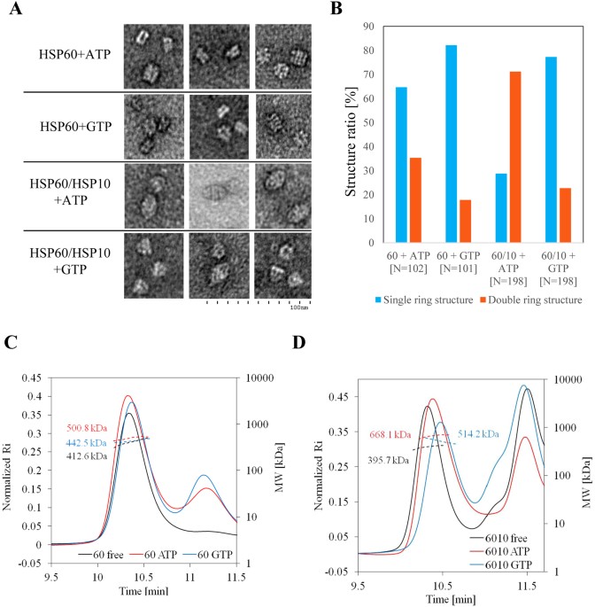 Hsp60 Possesses A Gtpase Activity And Mediates Protein Folding With