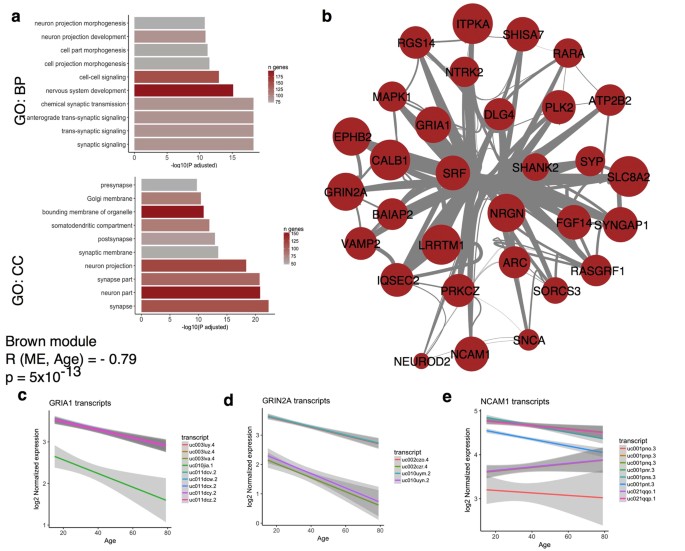 Transcriptomic profiling of the human brain reveals that altered ...