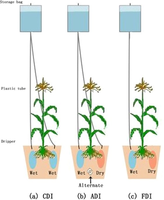 Alternate partial root-zone drip irrigation improves water– and ...
