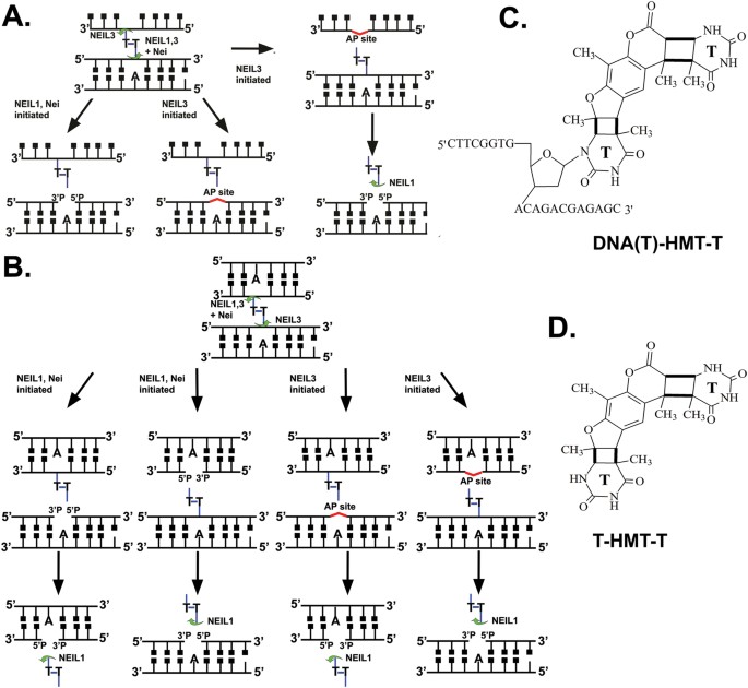 The Human DNA glycosylases NEIL1 and NEIL3 Excise Psoralen-Induced DNA ...