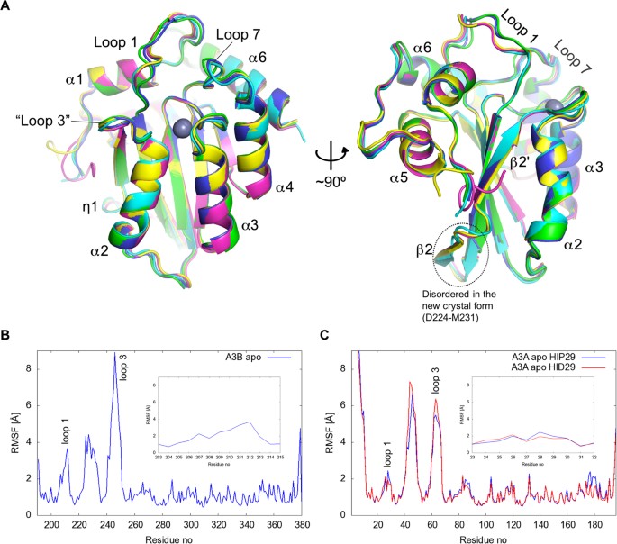 Conformational Switch Regulates the DNA Cytosine Deaminase Activity of ...