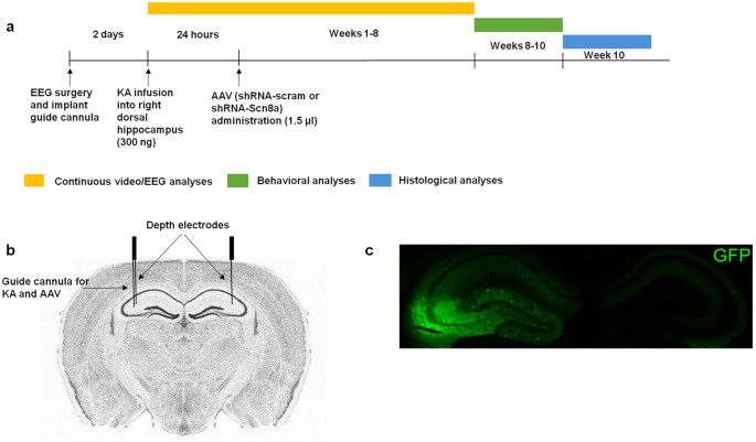 Selective targeting of Scn8a prevents seizure development in a mouse ...