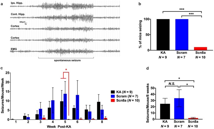 Selective targeting of Scn8a prevents seizure development in a mouse ...