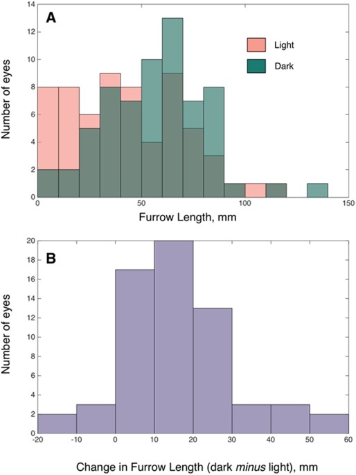 Automated Detection of Iris Furrows and their Influence on Dynamic Iris ...