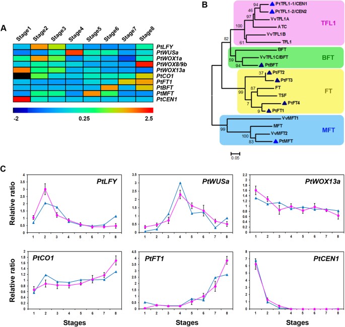 A Global View of Transcriptome Dynamics During Male Floral Bud ...