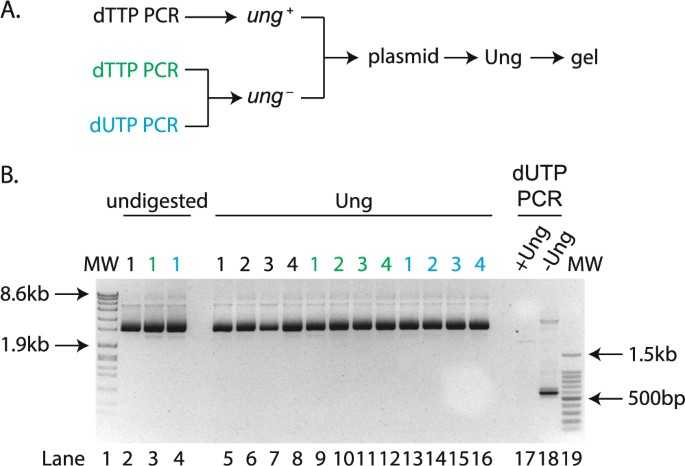 Minimizing carry-over PCR contamination in expanded CAG/CTG repeat ...