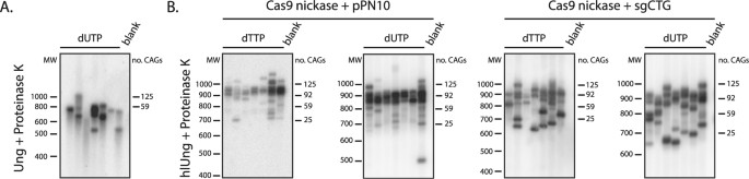 Minimizing carry-over PCR contamination in expanded CAG/CTG repeat ...