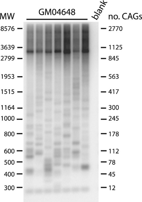 Minimizing carry-over PCR contamination in expanded CAG/CTG repeat ...