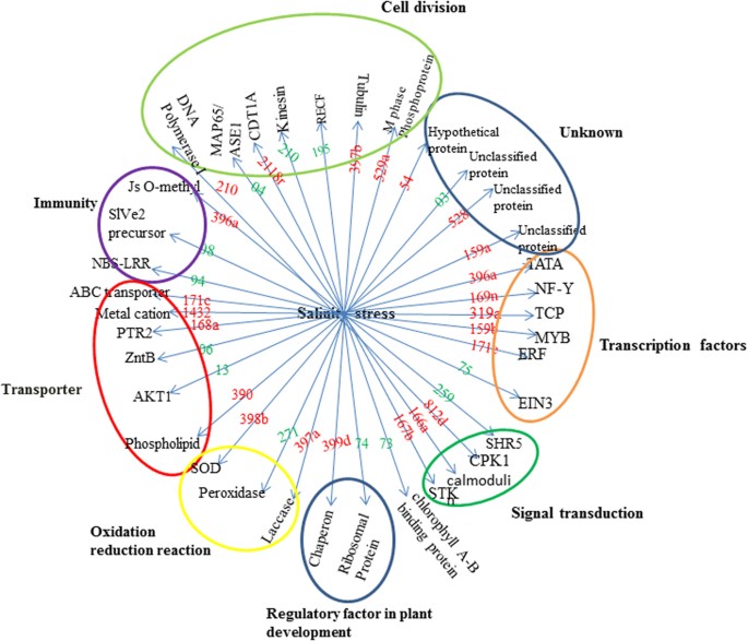 Discovery of microRNA-target modules of African rice ( Oryza glaberrima ...