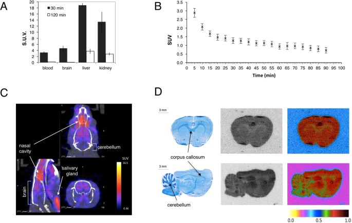 Development of a PET radioligand for potassium channels to image CNS ...