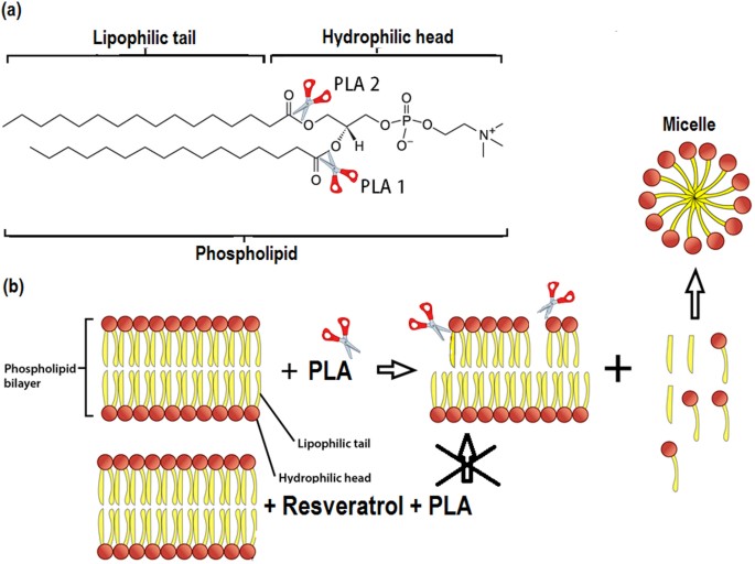 Molecular Mechanism of Resveratrol’s Lipid Membrane Protection ...