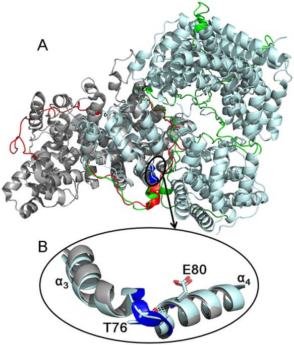 Insights into the molecular mechanism of dehalogenation catalyzed by D ...