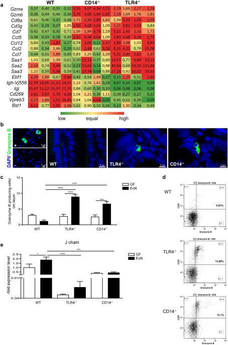 Loss of CD14 leads to disturbed epithelial-B cell crosstalk and ...