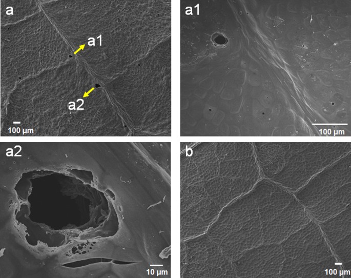 Adhesive Leaf Created by a Corona Discharge | Scientific Reports