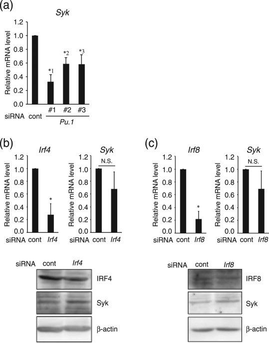 The effect of PU.1 knockdown on gene expression and function of mast ...