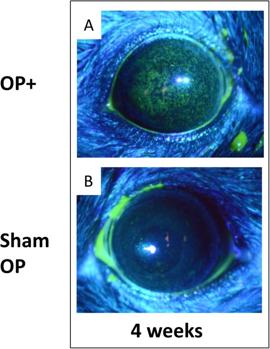 A new dry eye mouse model produced by exorbital and intraorbital ...