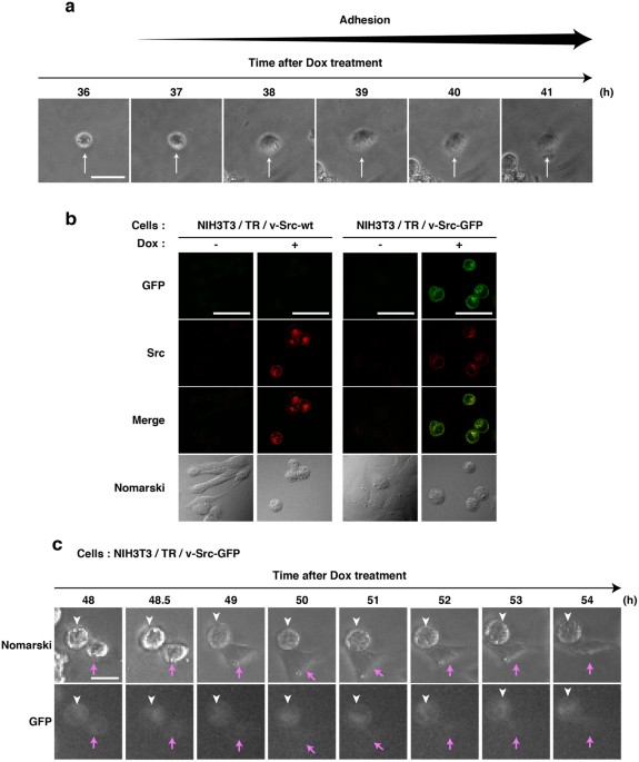 v-Src-driven transformation is due to chromosome abnormalities but not ...