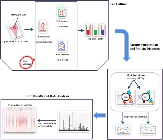Defining the Akt1 interactome and its role in regulating the cell cycle ...
