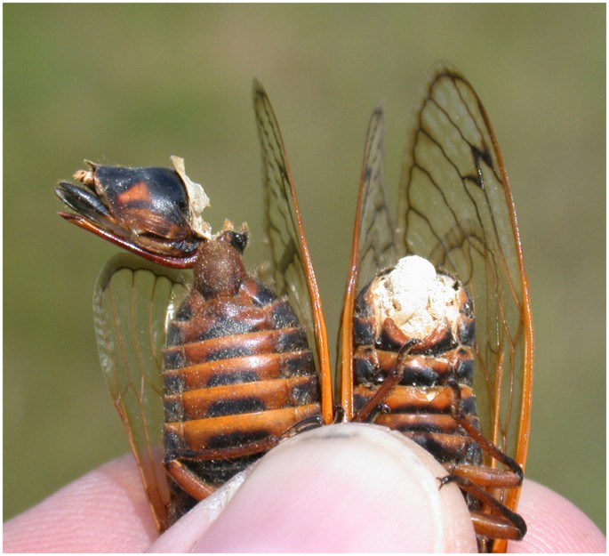 A specialized fungal parasite ( Massospora cicadina ) hijacks the ...
