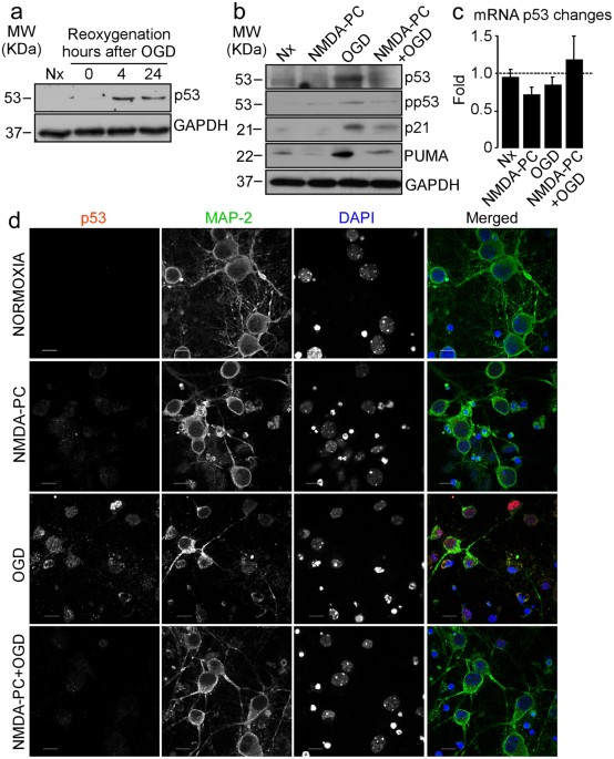 The MDM2-p53 pathway is involved in preconditioning-induced neuronal ...