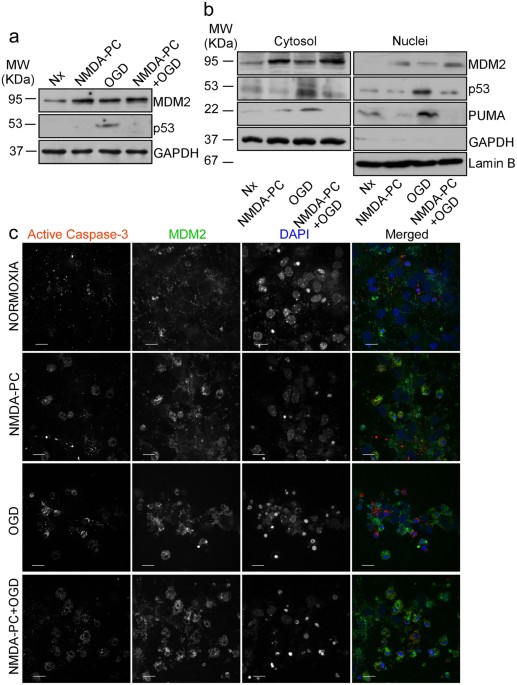 The MDM2-p53 pathway is involved in preconditioning-induced neuronal ...