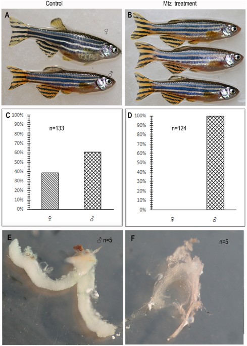 Generation of all-male-like sterile zebrafish by eliminating primordial ...