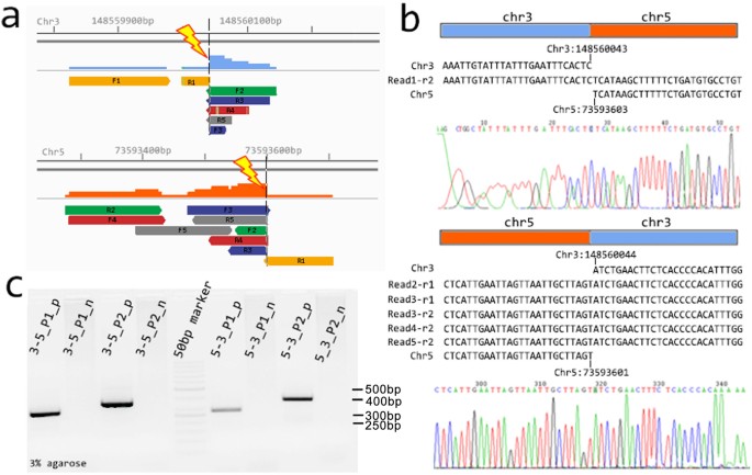 Long range haplotyping of paired-homologous chromosomes by single ...