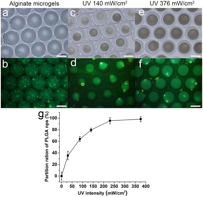 Polymerization-Induced Phase Separation Formation of Structured Hydrogel Particles via ...