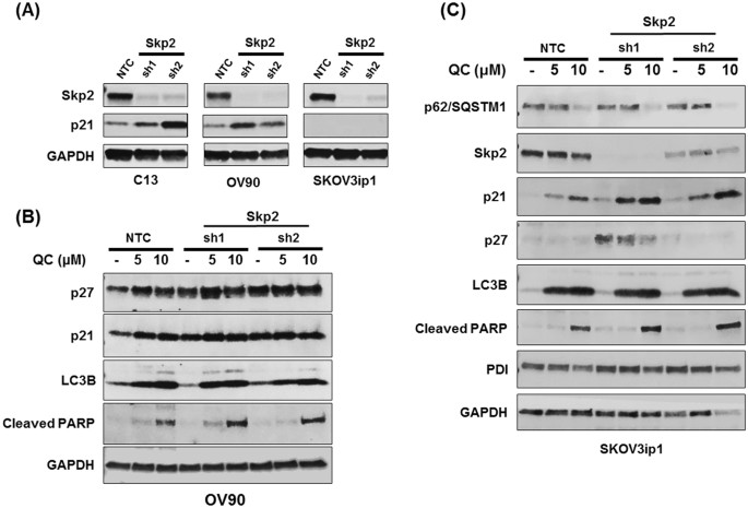 Quinacrine upregulates p21/p27 independent of p53 through autophagy ...