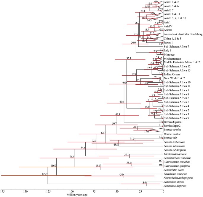 African ancestry of New World, Bemisia tabaci -whitefly species ...