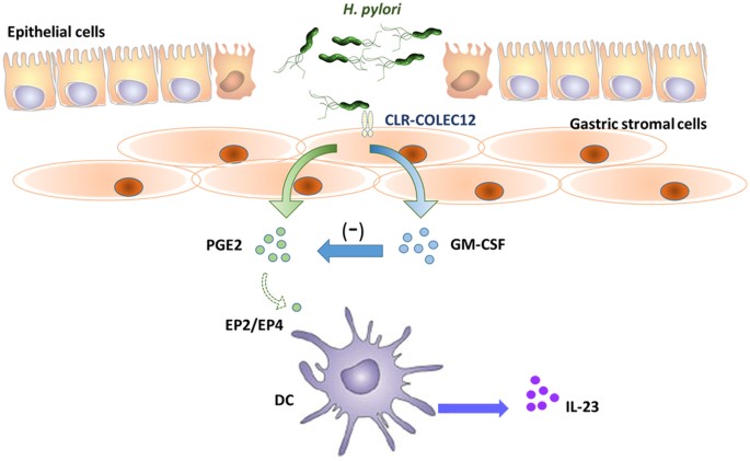 Stromal C-type lectin receptor COLEC12 integrates H. pylori, PGE2-EP2/4 ...