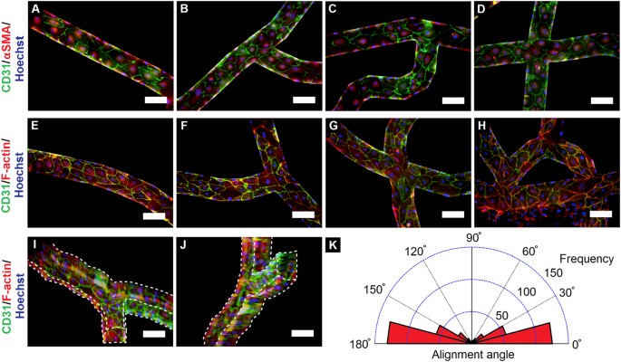 A Microvascularized Tumor-mimetic Platform for Assessing Anti-cancer ...