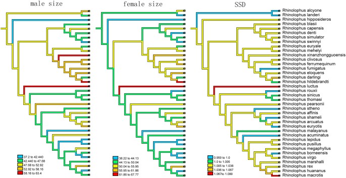 Patterns of sexual size dimorphism in horseshoe bats: Testing Rensch’s ...