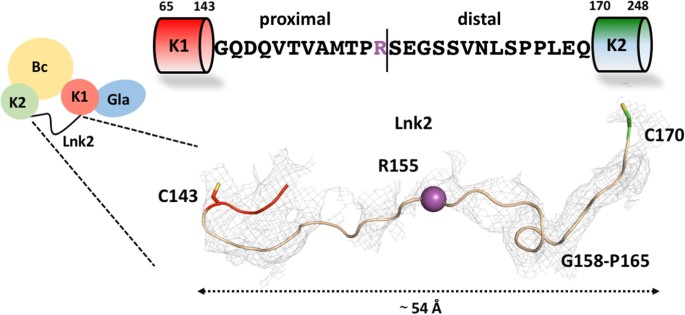 Structure of prothrombin in the closed form reveals new details on the ...